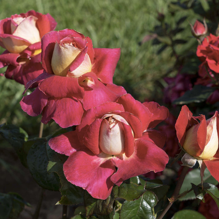 Roses - Rosarium Garden Center