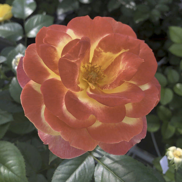 Mild Fragrance Tagged "kordes-roses" - Rosarium Garden Center