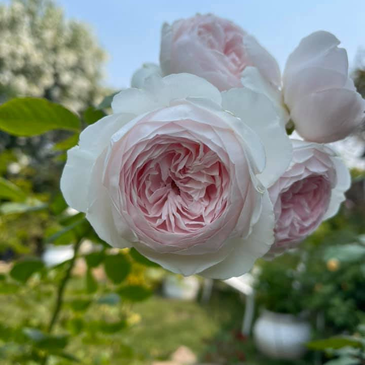 Earth Angel Parfuma - Rosarium Garden Center