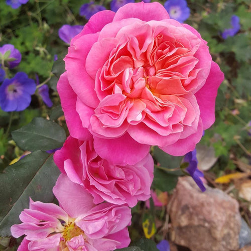 Roses - Rosarium Garden Center