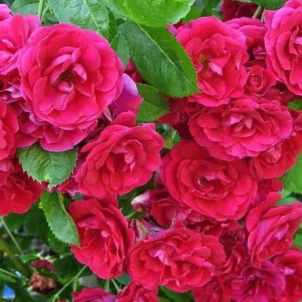 Roses - Rosarium Garden Center