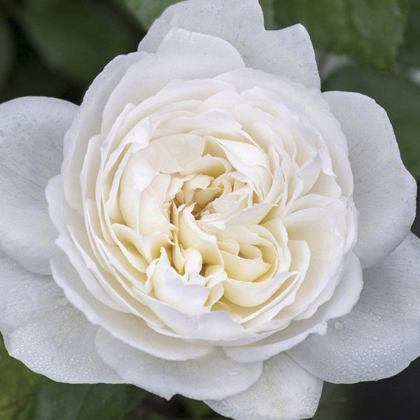 Roses - Rosarium Garden Center