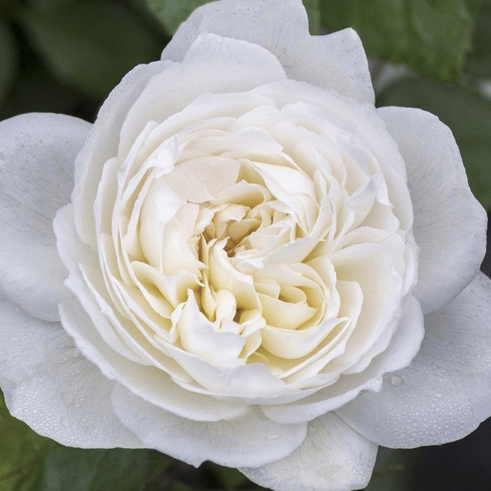 Roses - Rosarium Garden Center