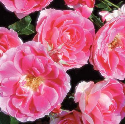 Roses - Rosarium Garden Center