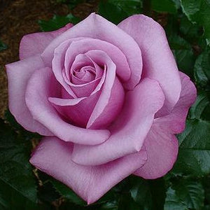 Roses - Rosarium Garden Center