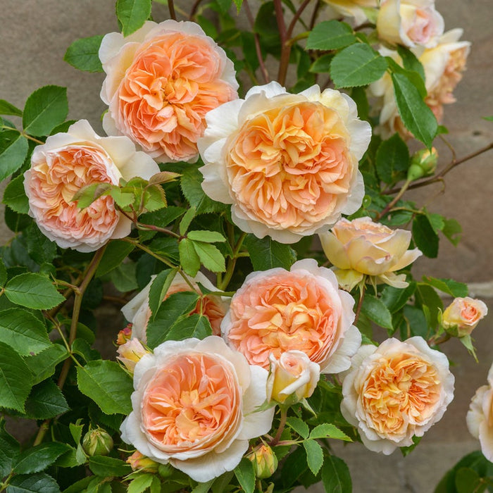 Roses - Rosarium Garden Center