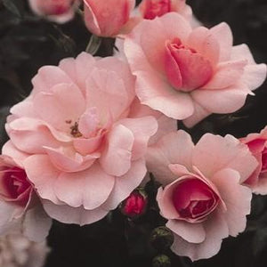 Roses - Rosarium Garden Center