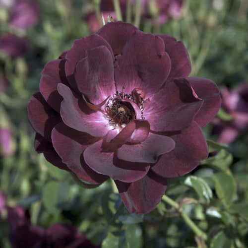 Roses - Rosarium Garden Center