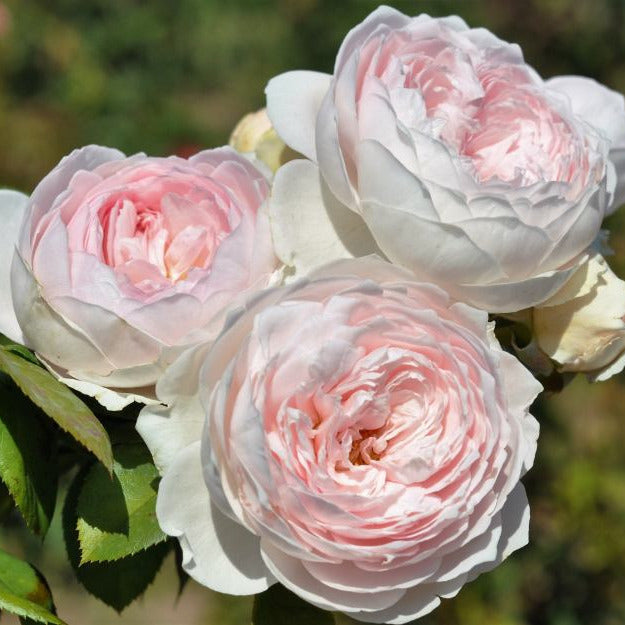 Earth Angel Parfuma - Rosarium Garden Center