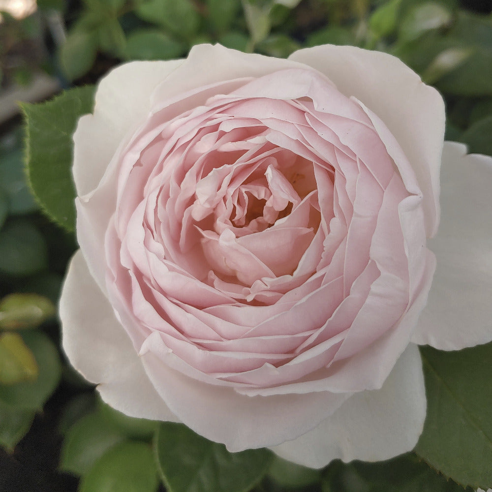 Earth Angel Parfuma - Rosarium Garden Center