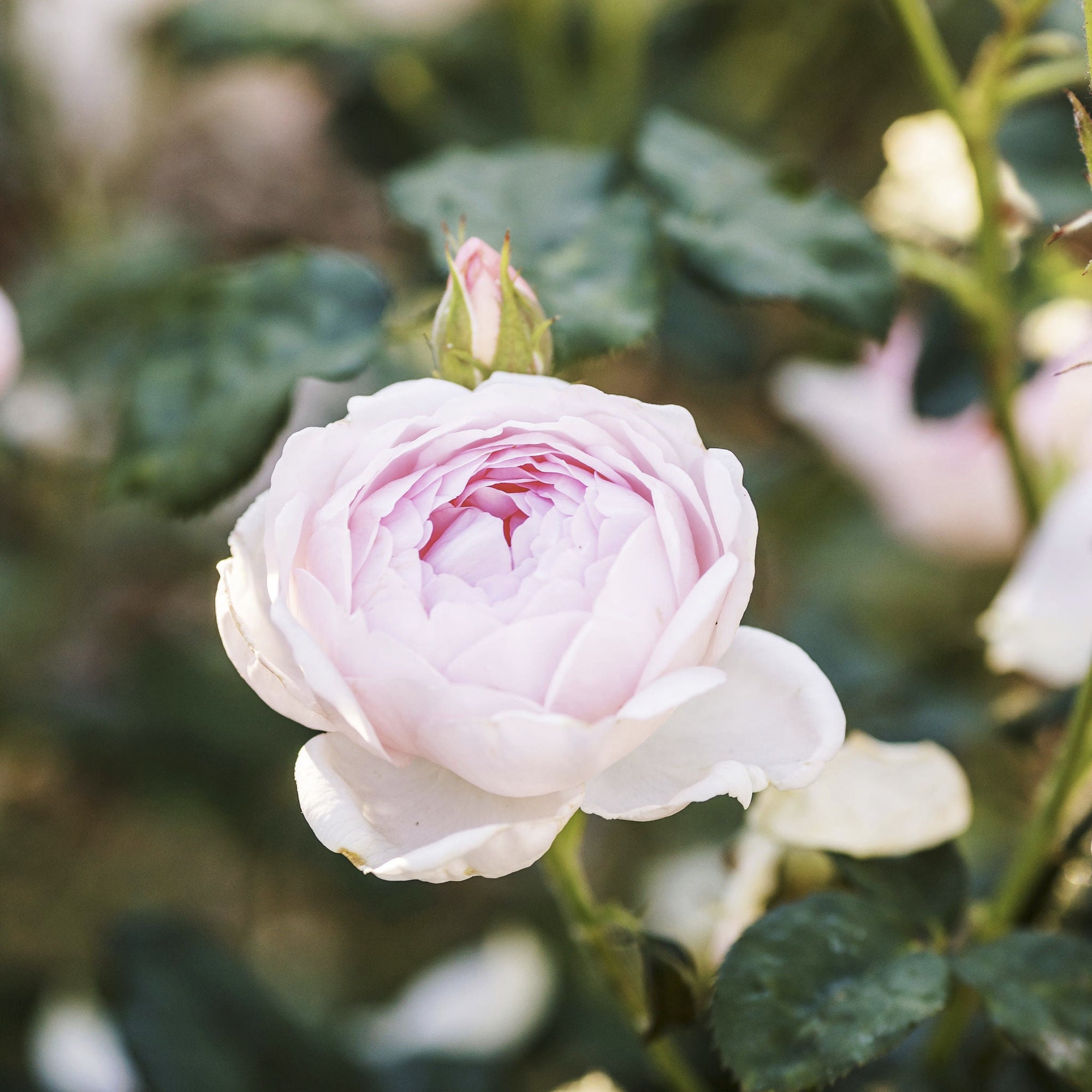 Earth Angel Parfuma - Rosarium Garden Center