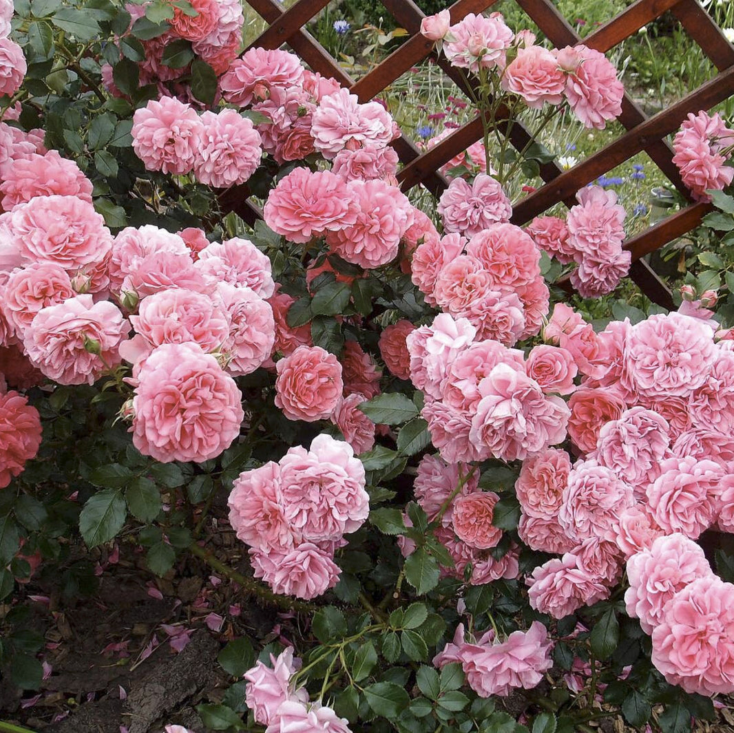Rosarium Uetersen